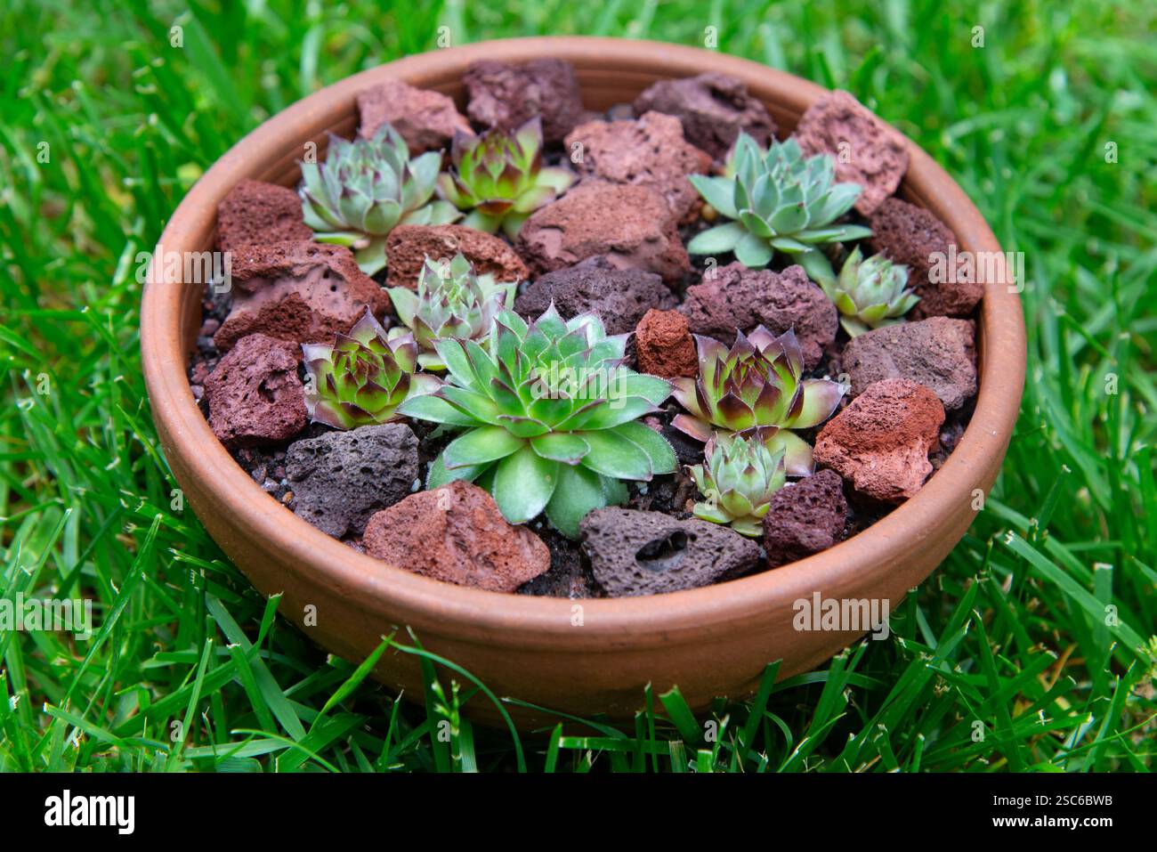 Sempervivums (hens and chicks) of varying colors grow in a terracotta ...