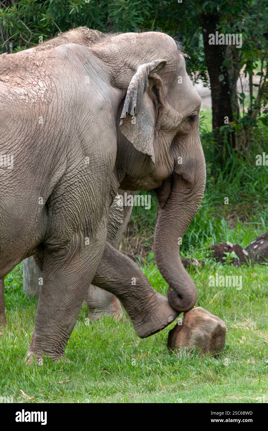 Asian elephant (Elephas maximus) plays by pushing a stone with its foot ...