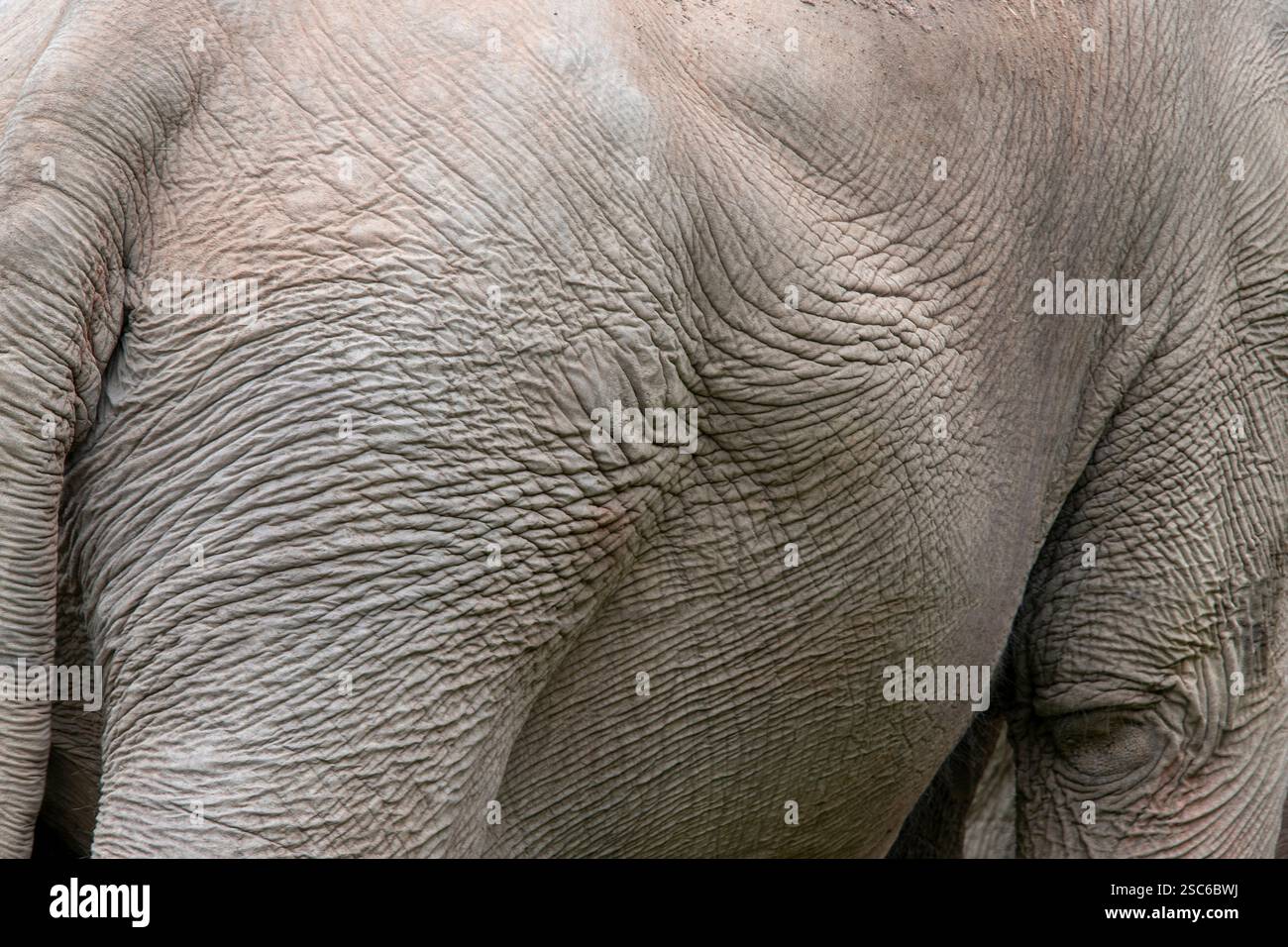 Texture of skin of asiatic elephant Stock Photo - Alamy