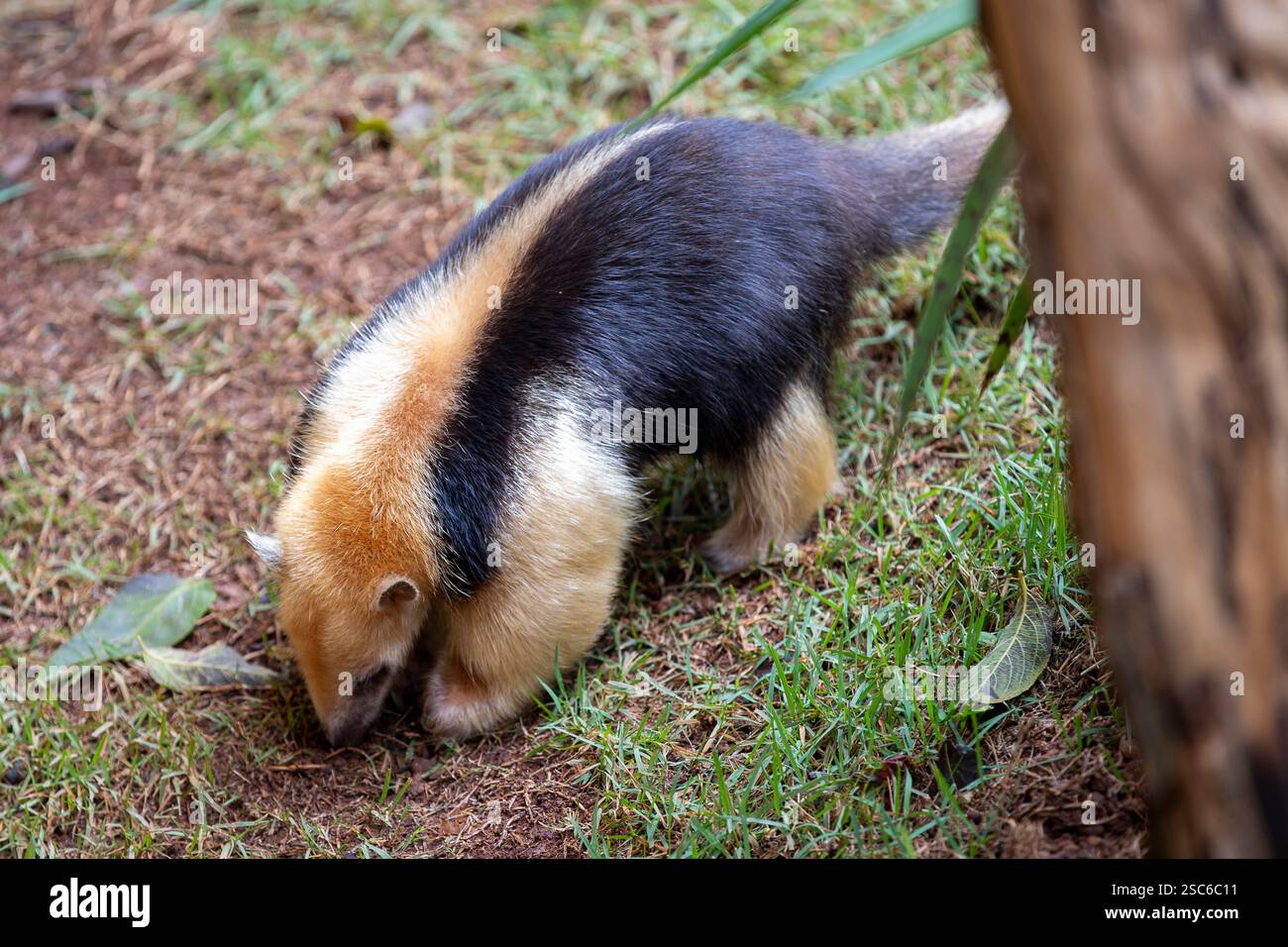 southern tamandua, Tamandua tetradactyla, also collared anteater or ...