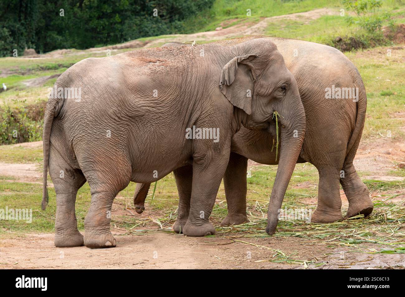 Asia elephant (Elephas maximus) or Asiatic elephant Stock Photo - Alamy