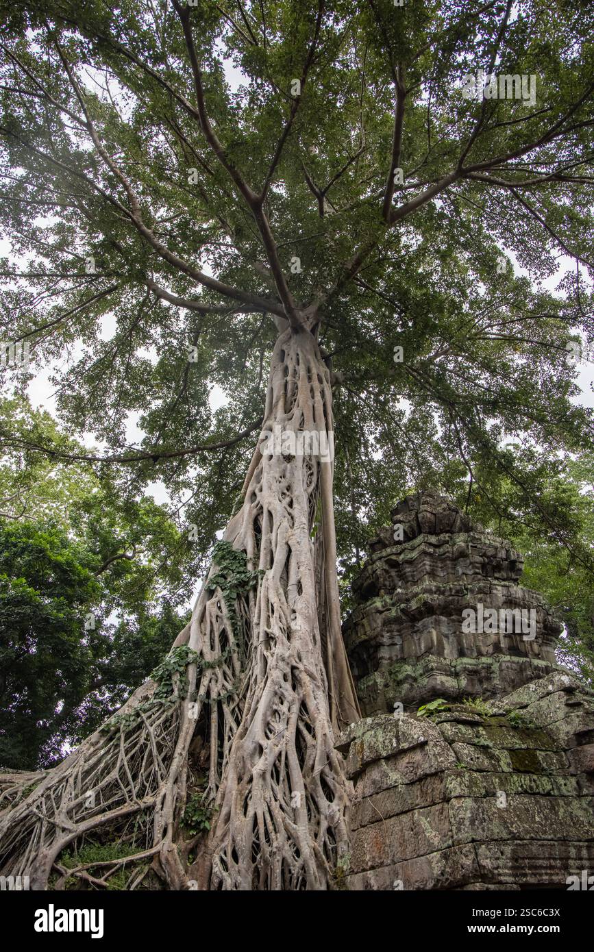 Trees growing over ruins of Ta Prohm temple in the Hindu-Buddhist ...