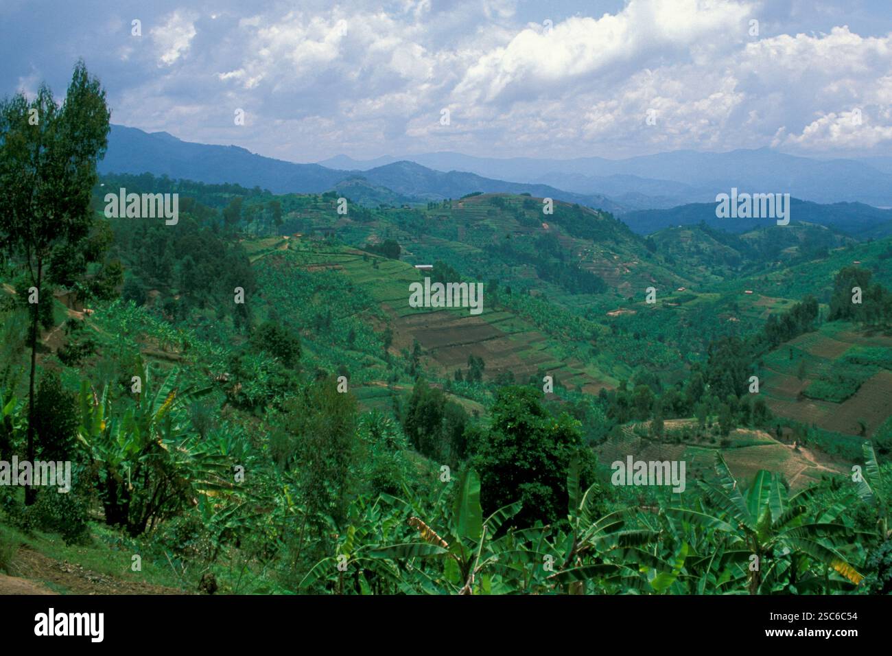 Kenya. Tsavo National Park Stock Photo - Alamy