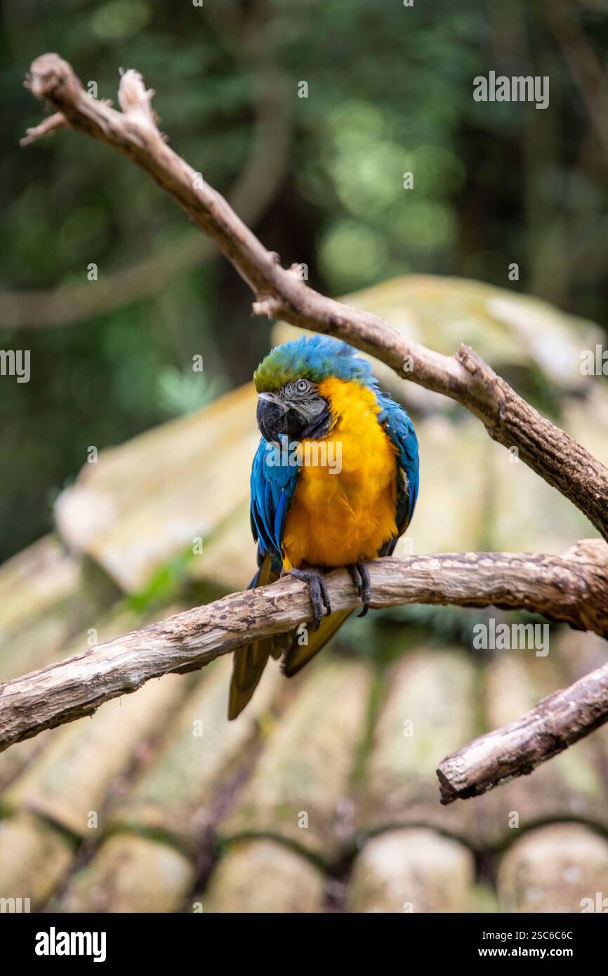 blue and yellow Macaw parrot ( Ara ararauna ) arara-canindé sitting on ...