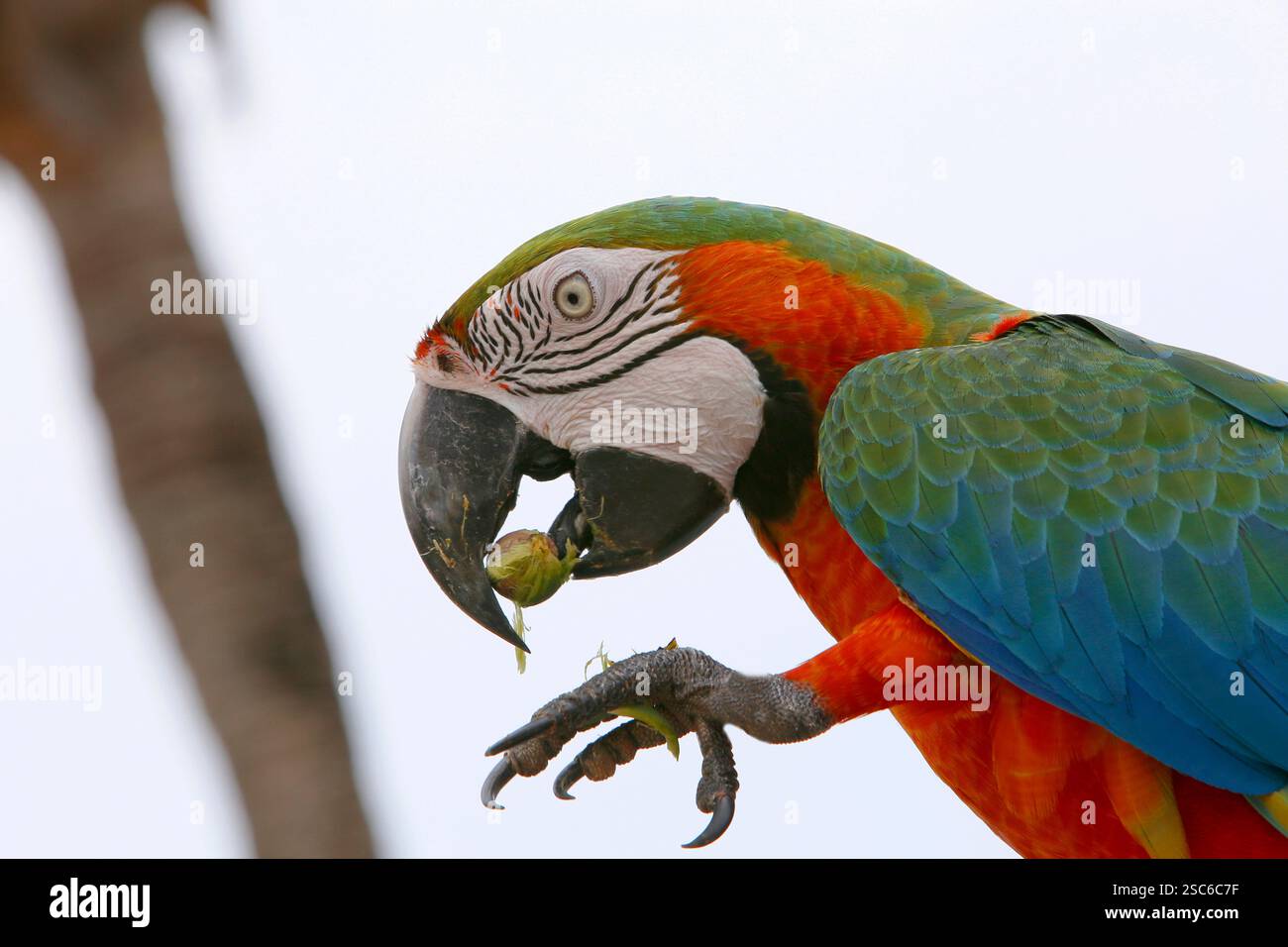 macaw arara brazilian bird eating seed Stock Photo - Alamy