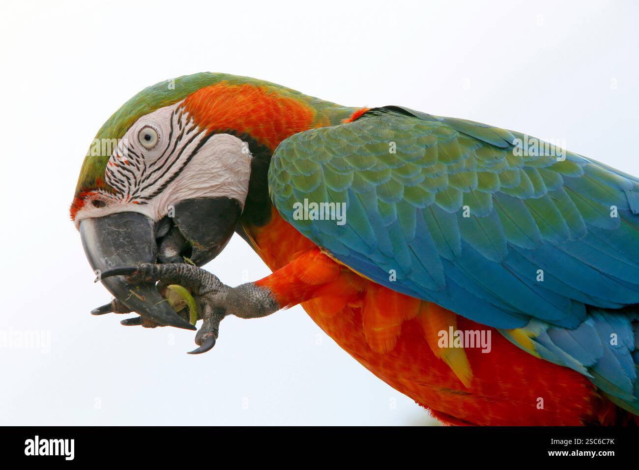 macaw arara brazilian bird eating seed on white background Stock Photo ...