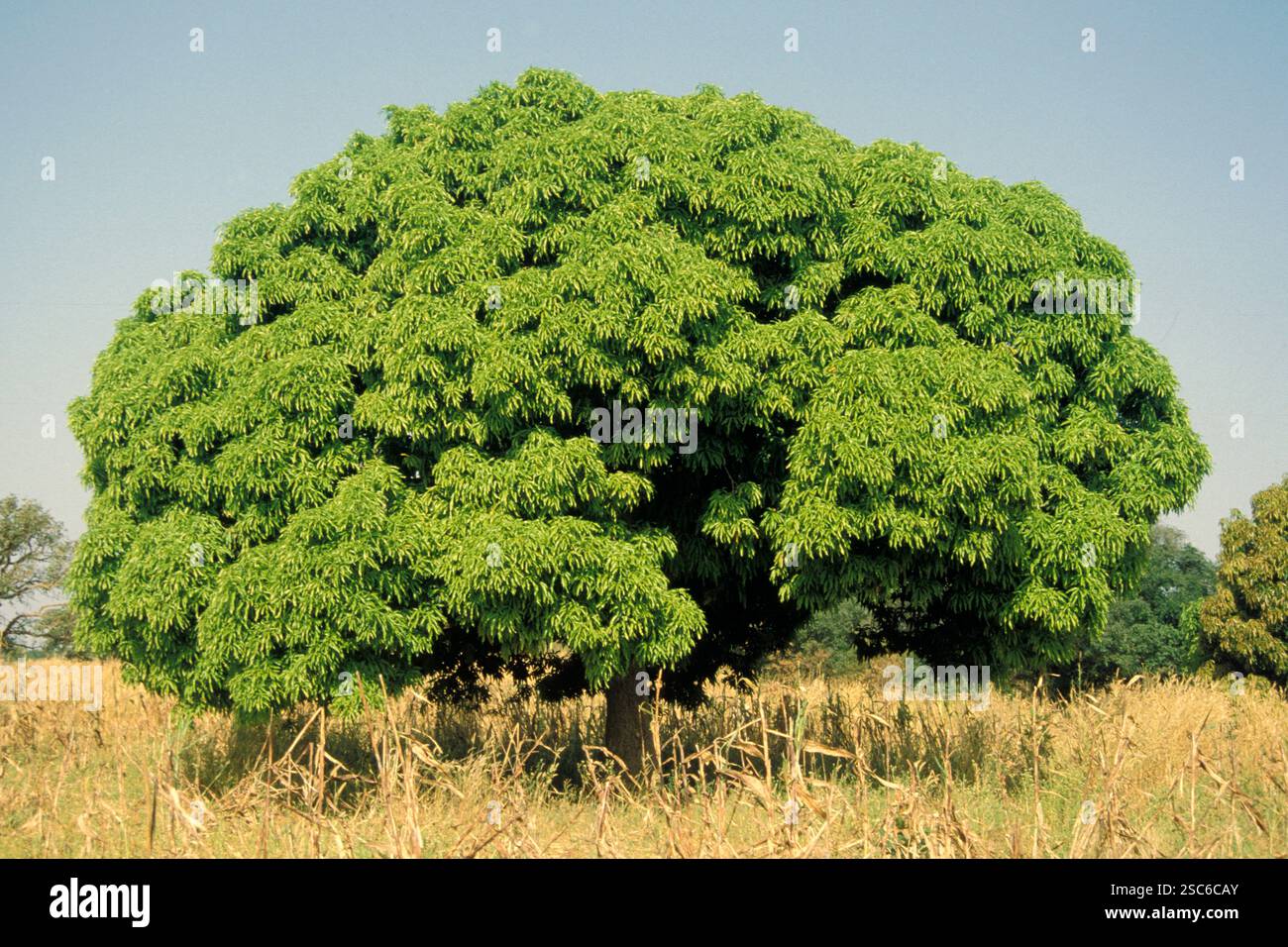 Ghana. Surrounding of Accra. Tree Stock Photo - Alamy