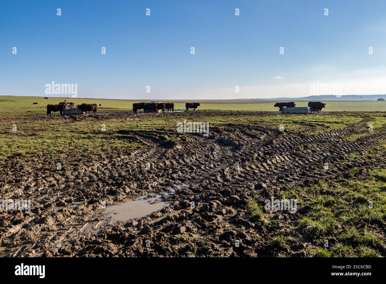 A muddy field in the South Downs on a sunny winter's day, with cattle ...
