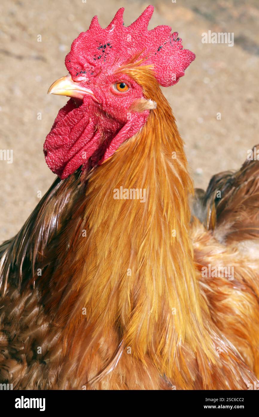 Beautiful rooster colorful rooster hi-res stock photography and images ...