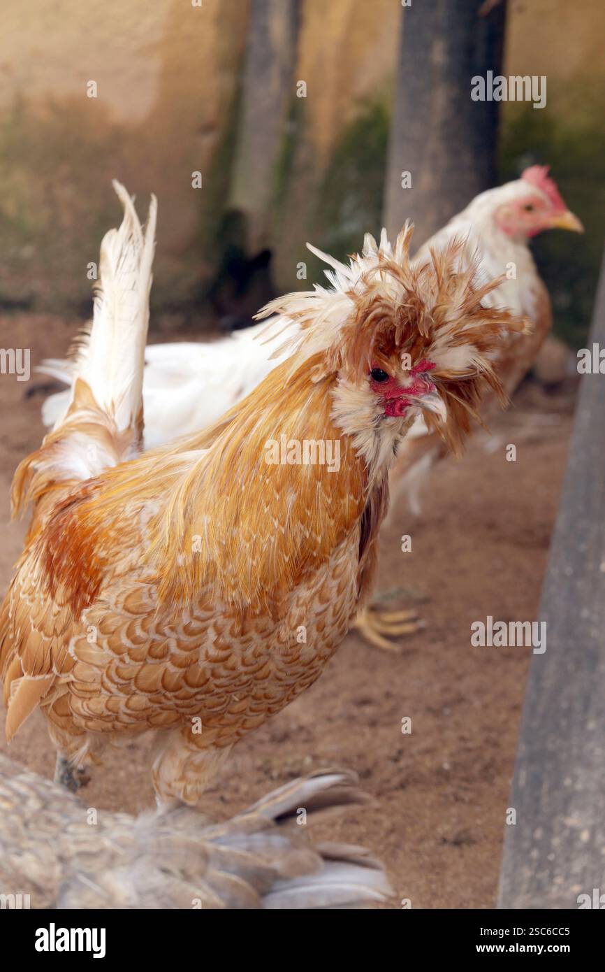 Domestic chicken on farm hi-res stock photography and images - Alamy