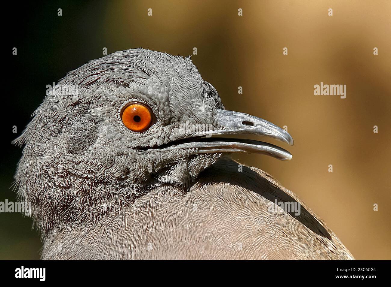 close up of inhambu chitam, Crypturellus tataupa, bird of atlantic ...