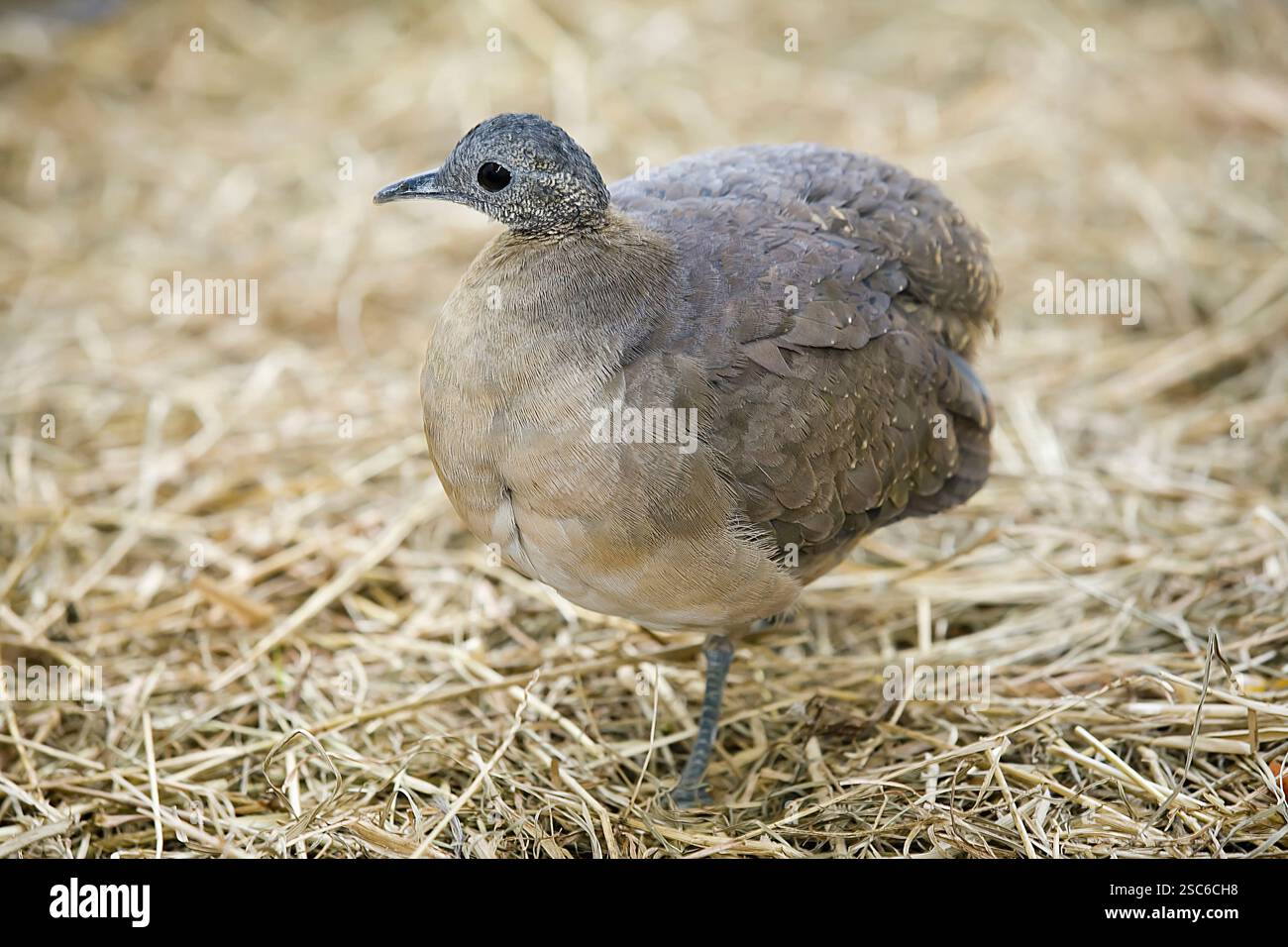 Solitary tinamou, Tinamus solitarius, bird of the Tinamidae family ...