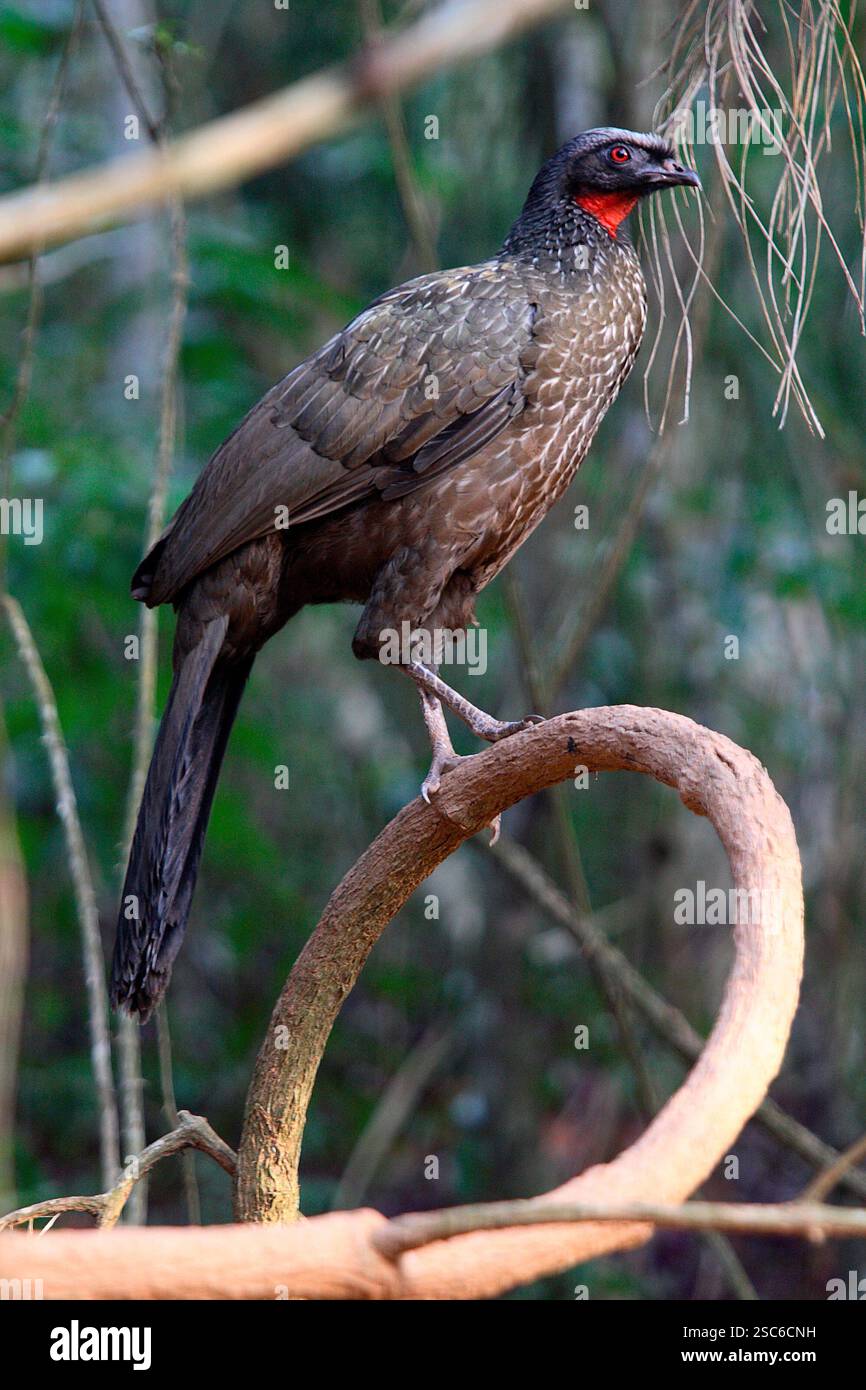 Jacu bird hi-res stock photography and images - Alamy