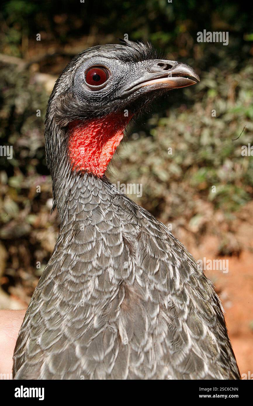 Black-fronted piping-guan, Penelope jacutinga, single bird on branch ...
