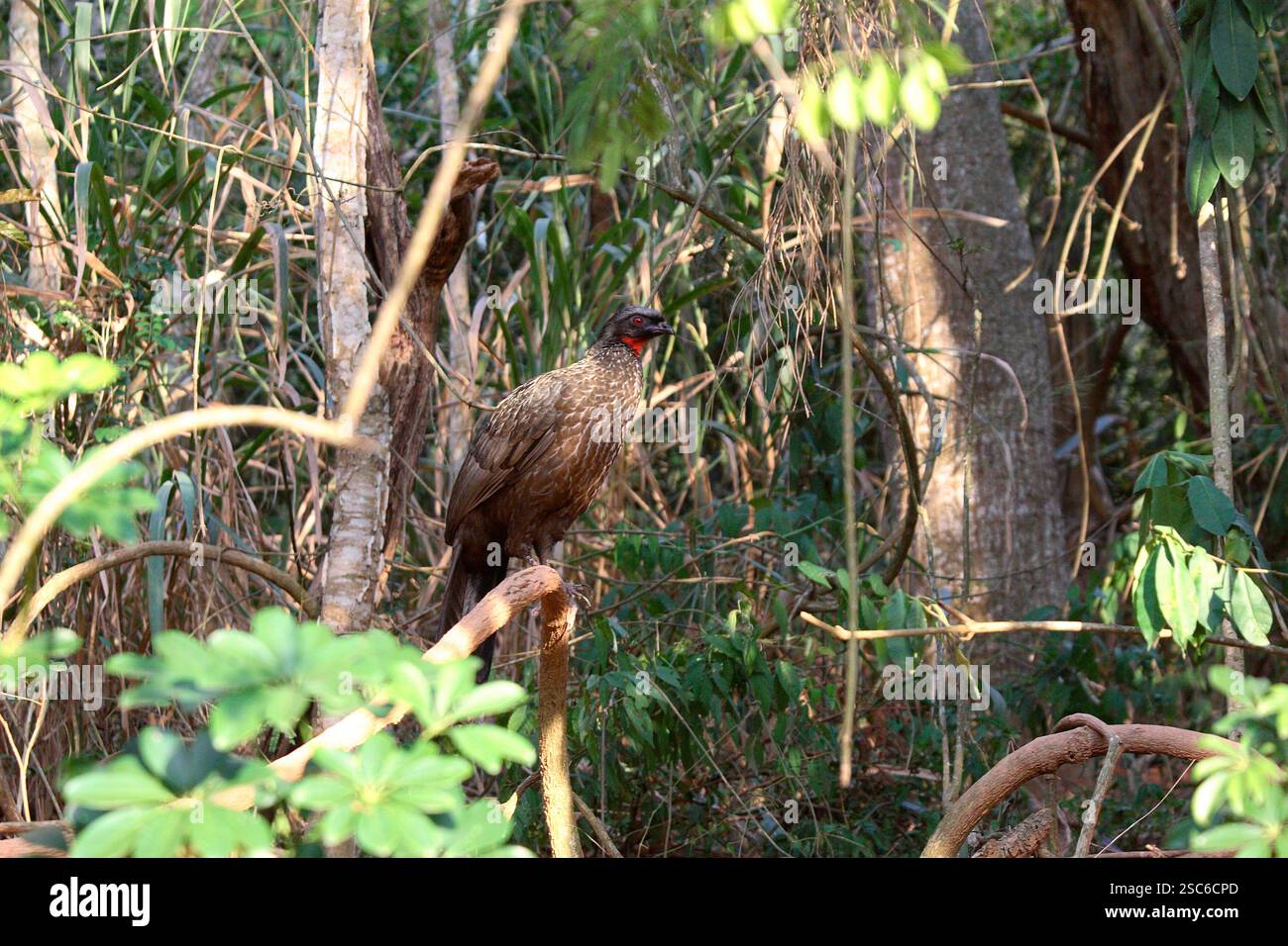 Black-fronted piping-guan, Penelope jacutinga, single bird on your ...