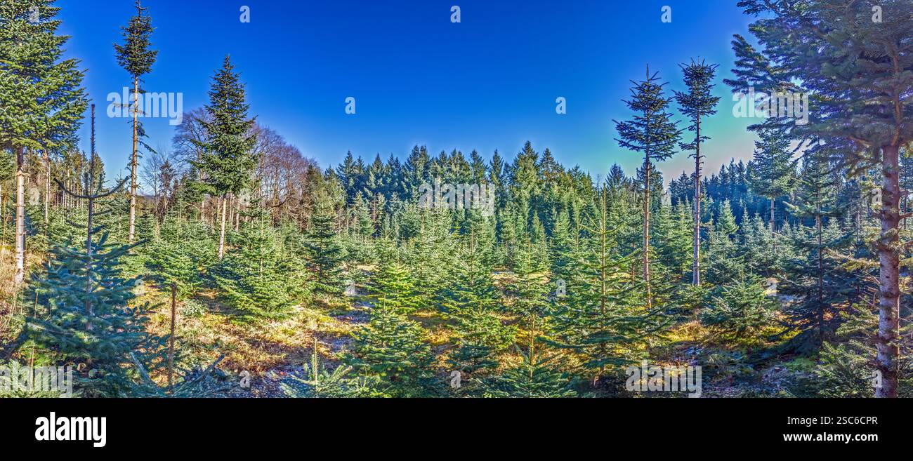Christmas tree plantation in Odenwald with blue sky and young fir trees ...