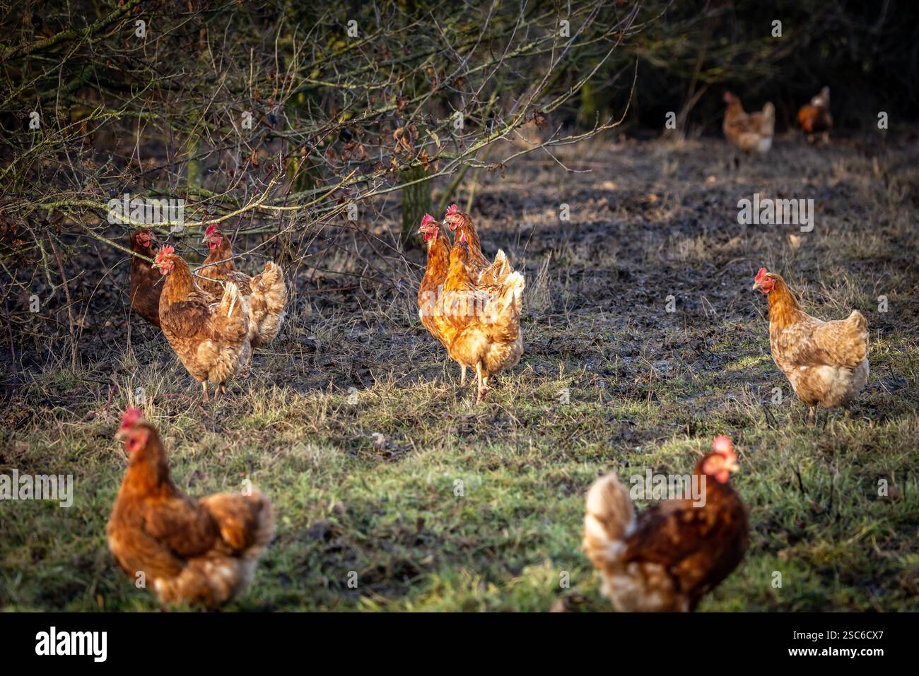 Free range chickens roaming on farmland in the Sussex countryside Stock ...