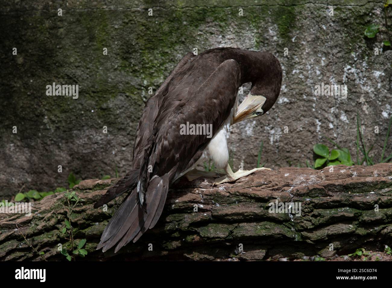 brown bobby bird in natural park. blue footed booby Stock Photo - Alamy