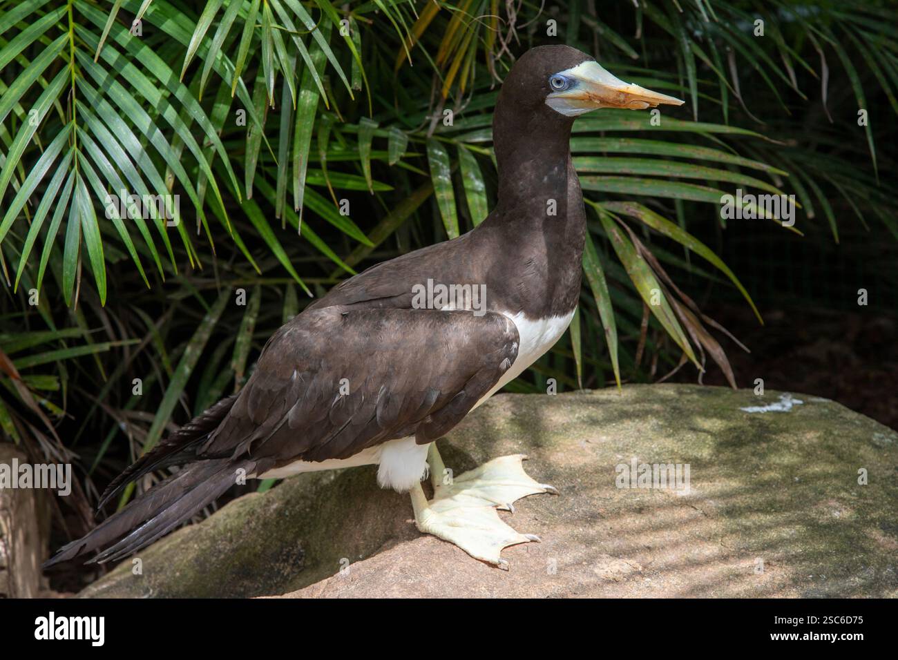 Blue footed bobby hi-res stock photography and images - Alamy