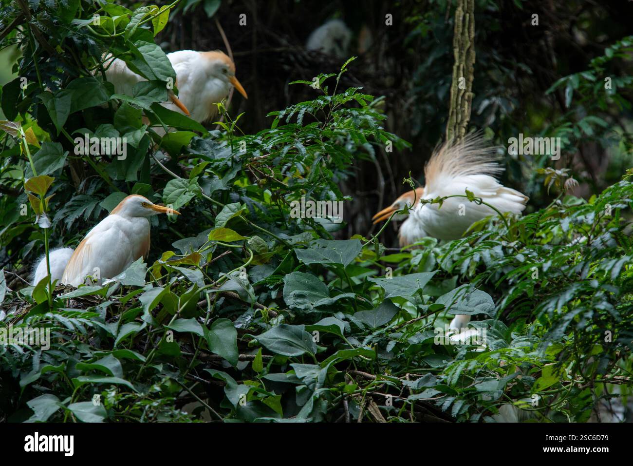 Cattle Egret, Bubulcus ibis, nest in the Atlantic Forest, Brazil Stock ...