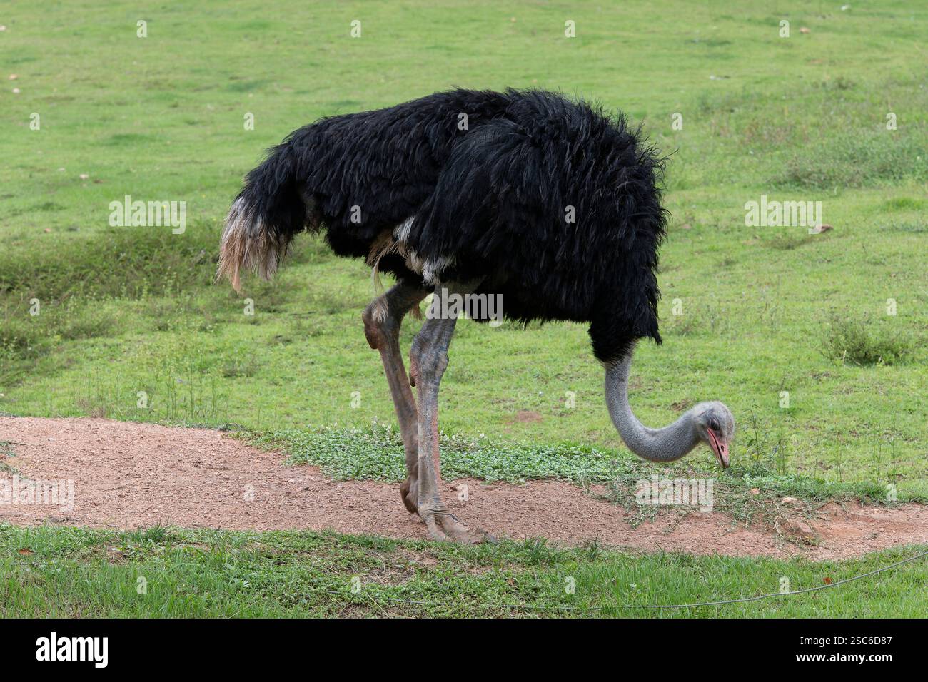 An ostrich (Struthio camelus - family Struthionidae, of flightless ...