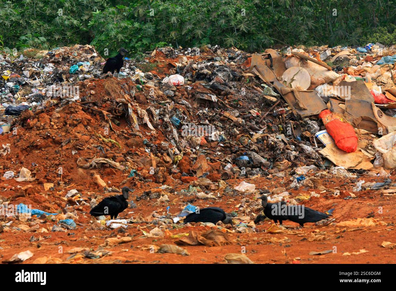 vulture over garbage in countryside of Minas Gerais state in Brazil ...