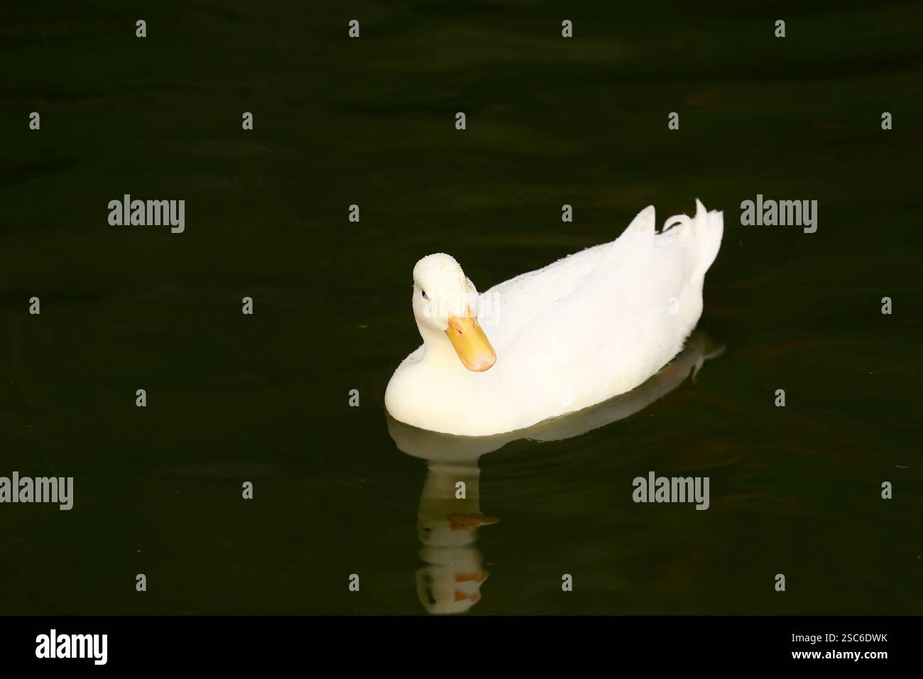 white duck swimming on lake Stock Photo - Alamy