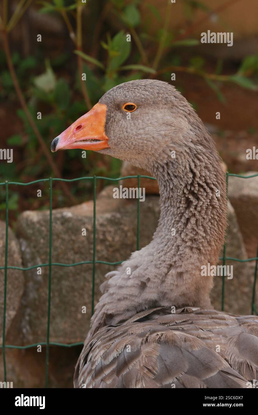 beautiful goose standing and sun bath Stock Photo - Alamy