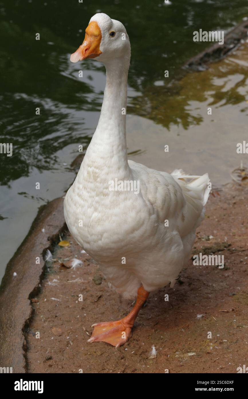 Beautiful white duck walk hi-res stock photography and images - Alamy
