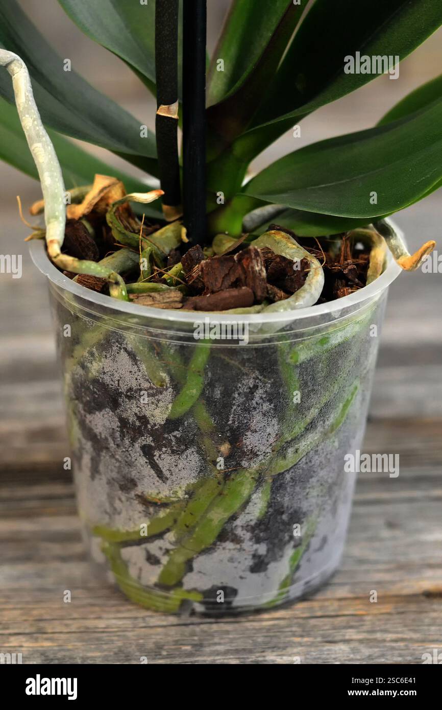 Transparent orchid pot in hi-res stock photography and images - Alamy