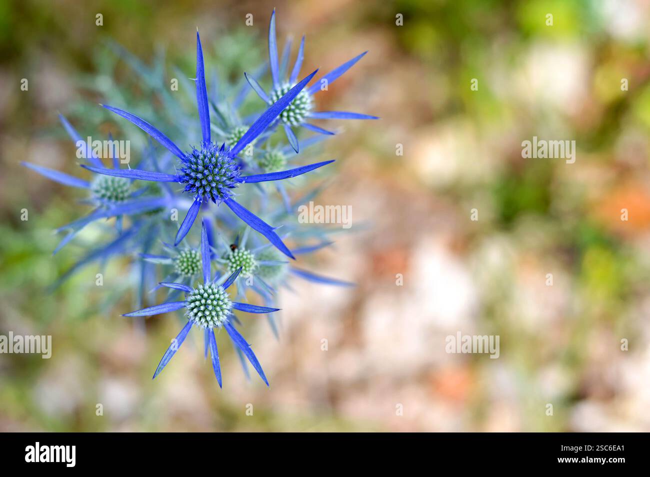 Cluster of blue flower spikes hi-res stock photography and images - Alamy