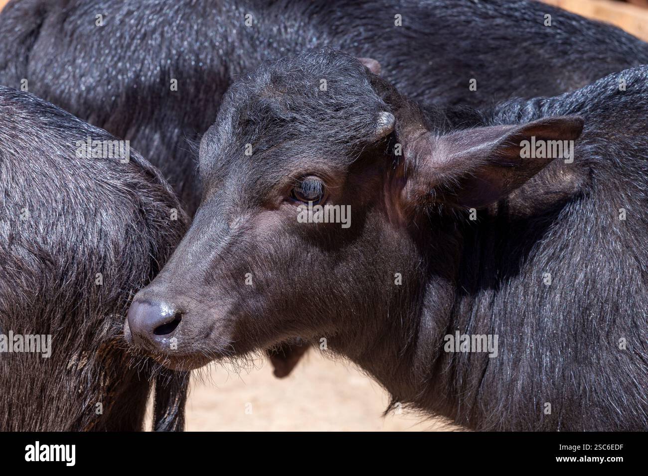 A close up of a black buffalo calf. Interior of Minas Gerais, Brazil ...