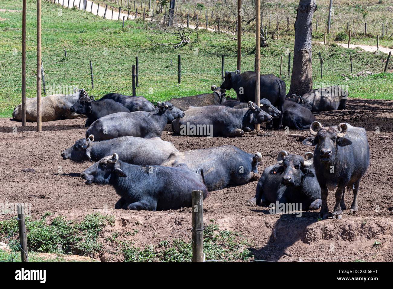 dairy water buffalo cow on corral in countryside of Minas Gerais ...