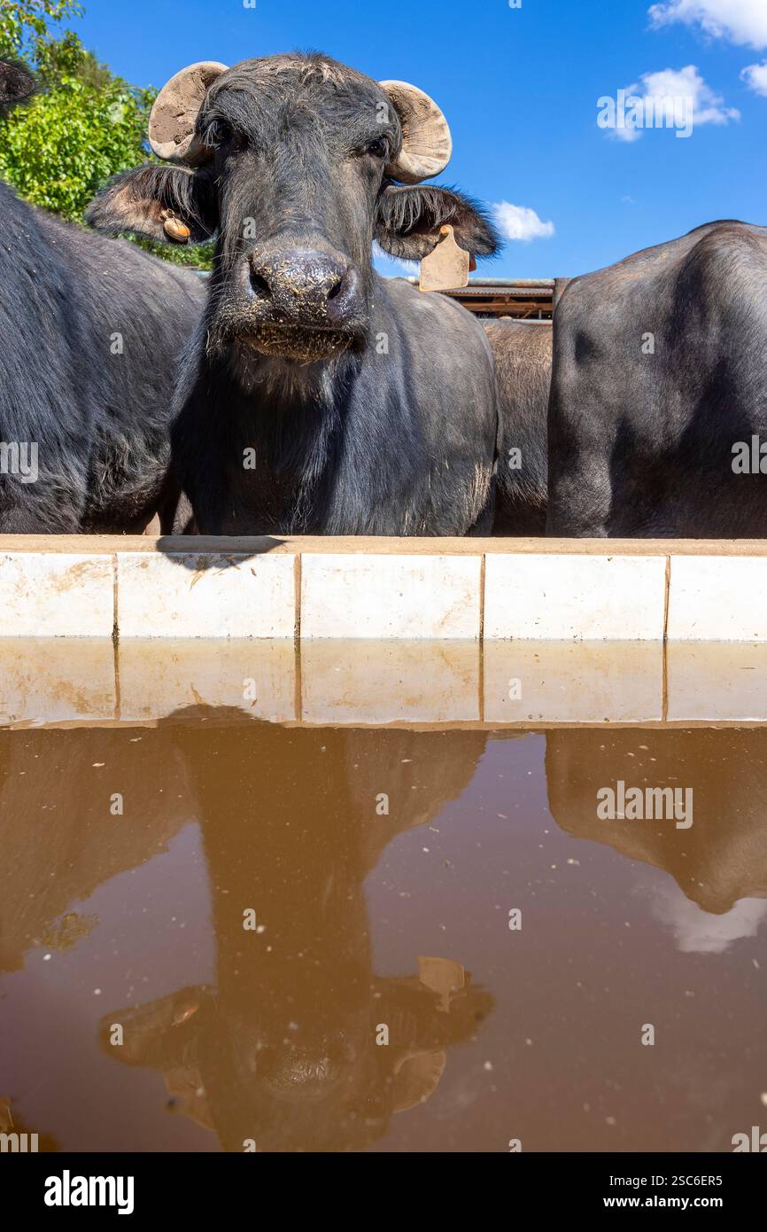 dairy water buffalo cow on corral. Countyside of Minas Gerais, Brazil ...