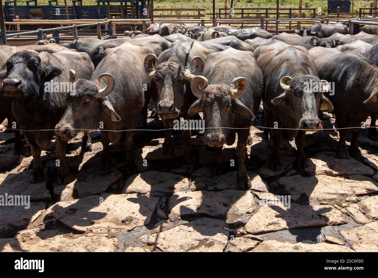 Buffalo cows in the corral to start milking for cheese production in ...
