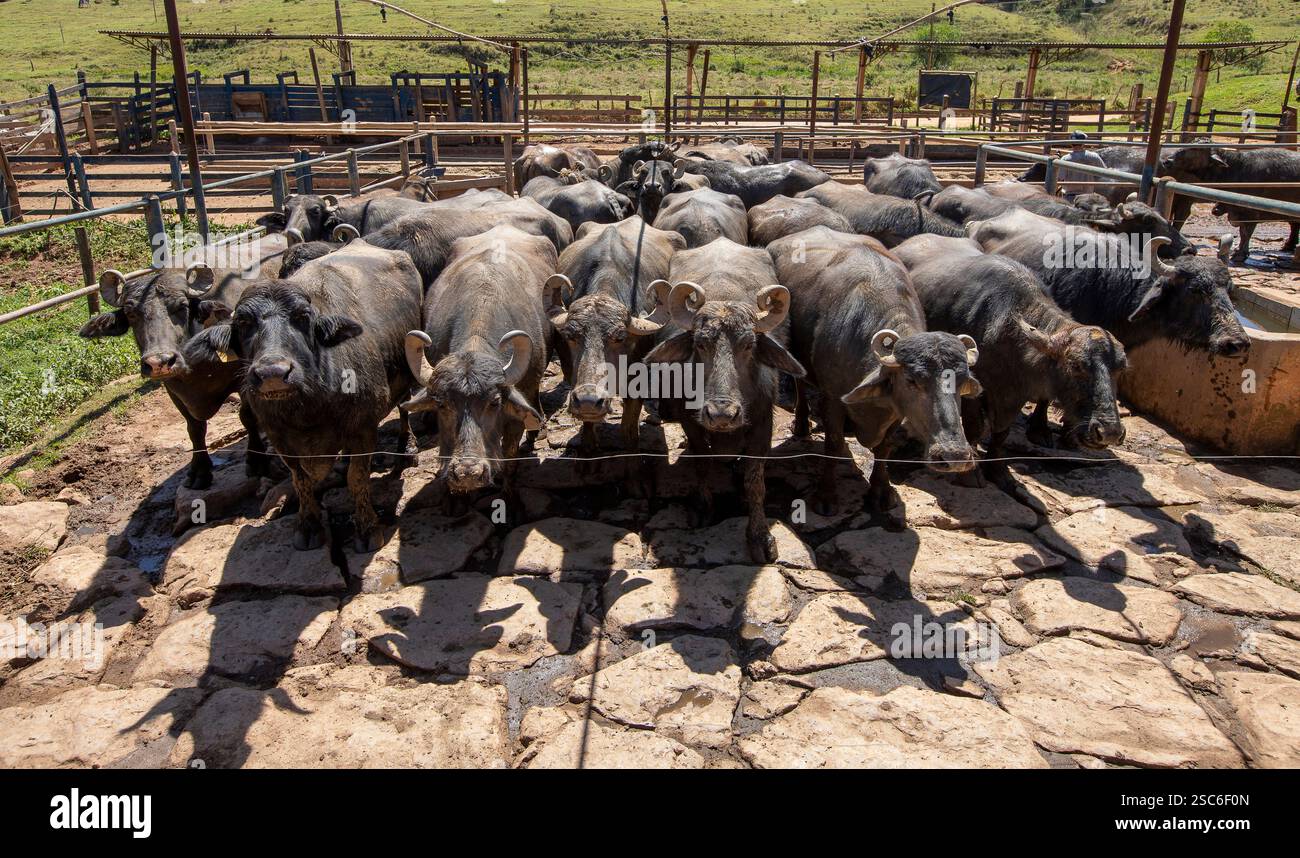 Buffalo cows in the corral to start milking for cheese production in ...