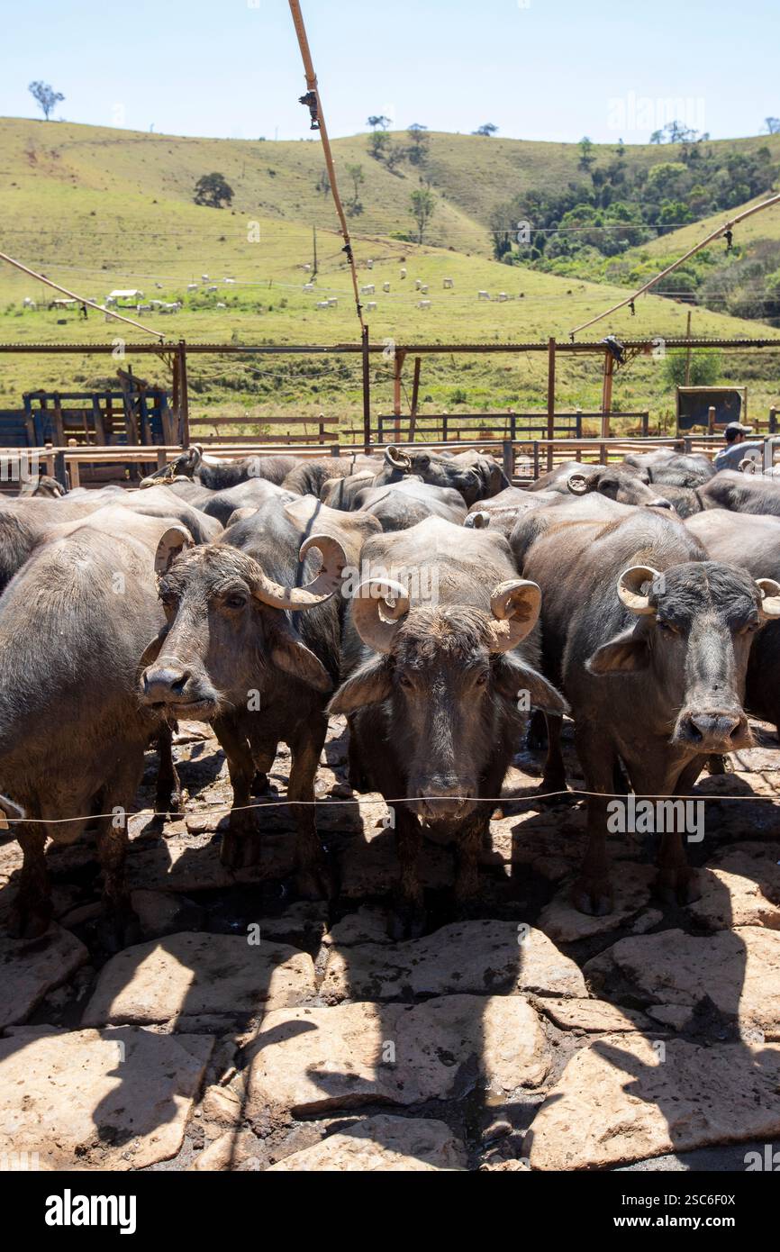 Buffalo cows in the corral to start milking for cheese production in ...