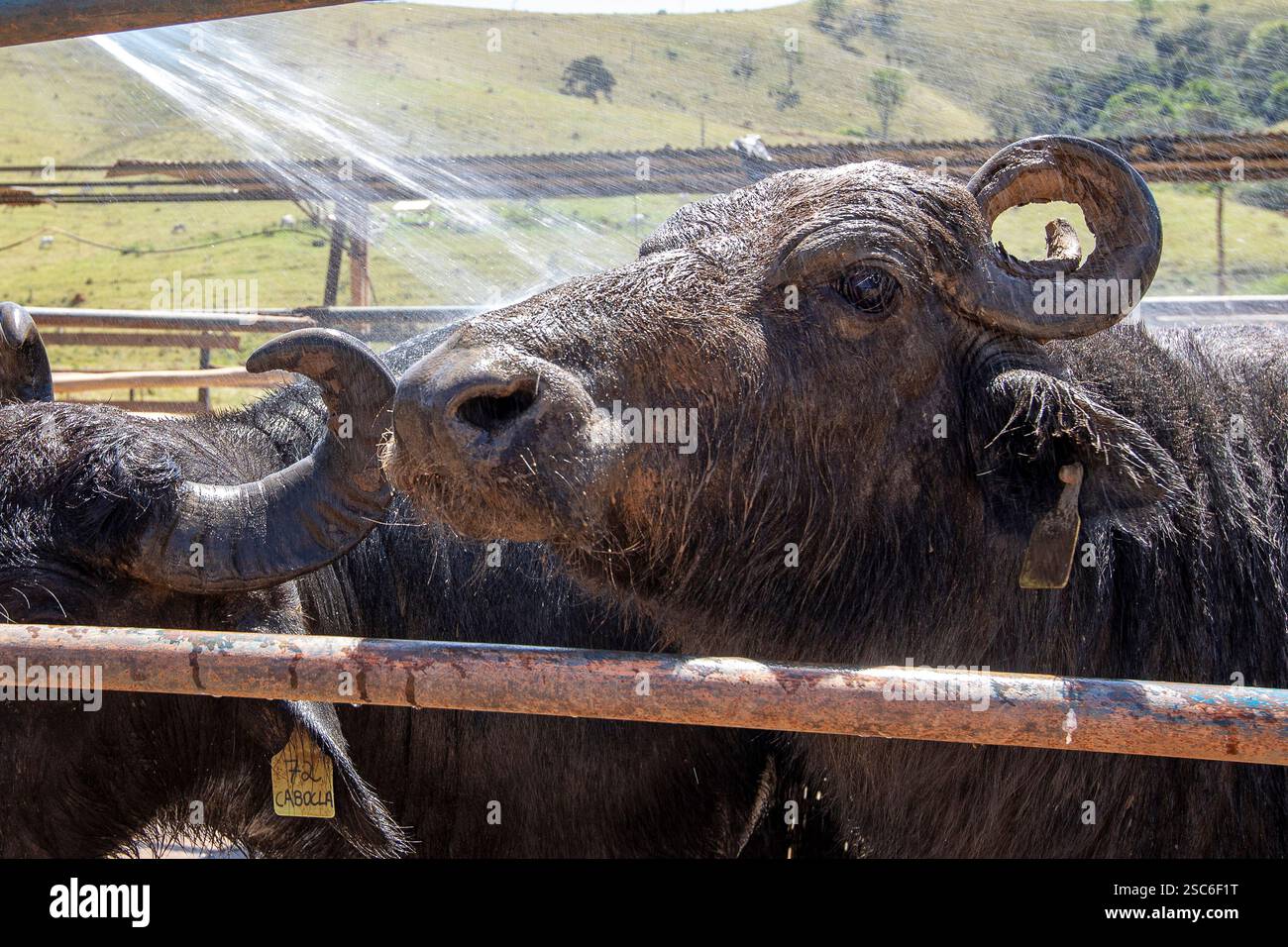 Buffalo cows in the corral to start milking for cheese production in ...