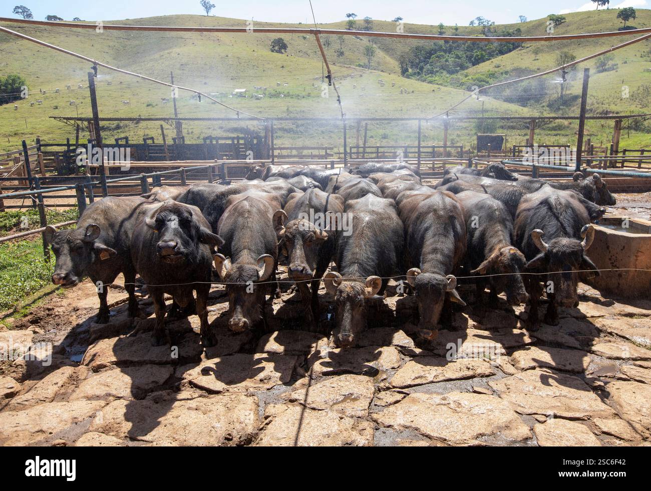 Buffalo cows in the corral to start milking for cheese production in ...