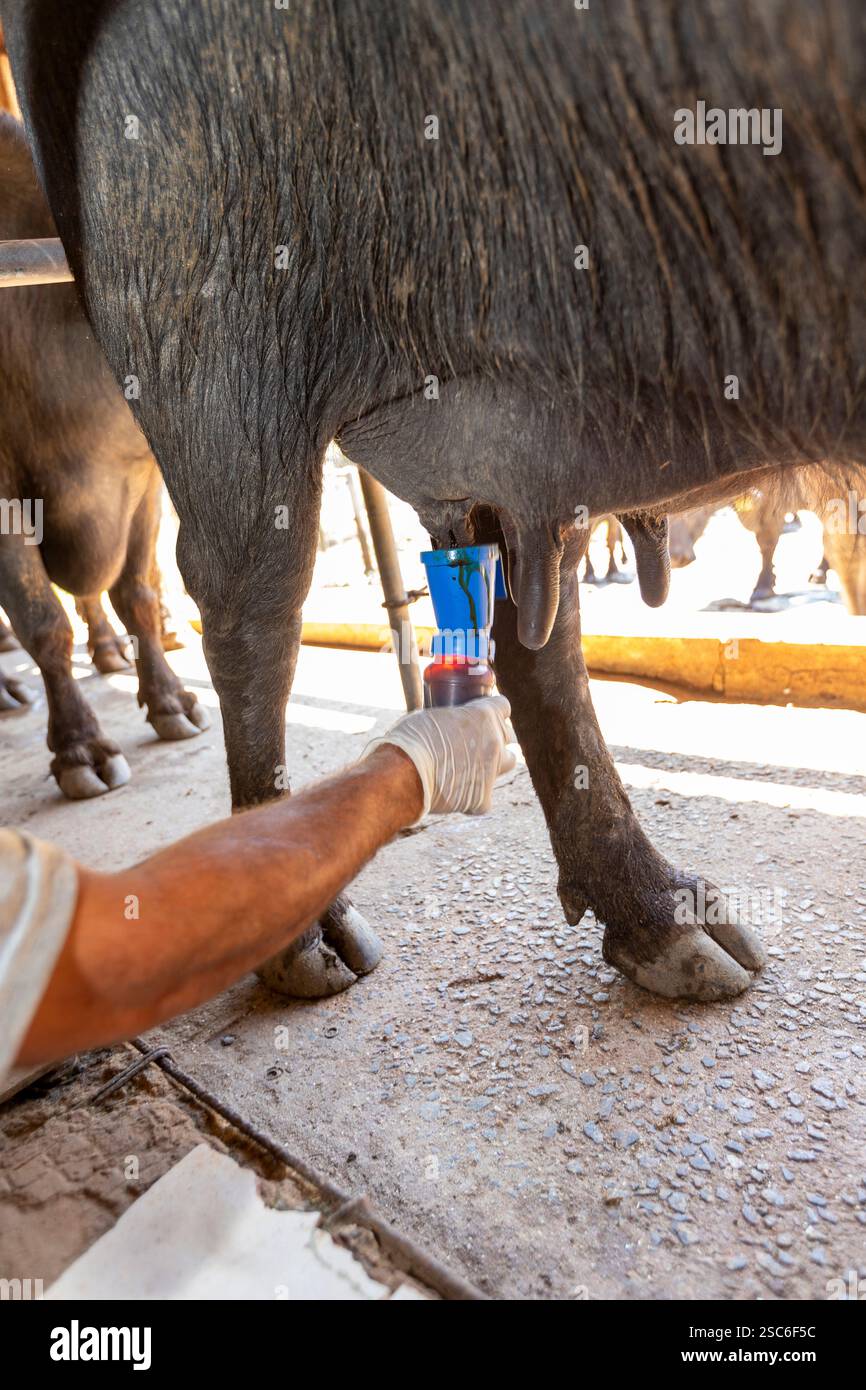 Bull buffalo preparing hi-res stock photography and images - Alamy