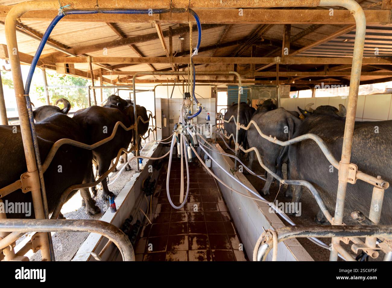 automatic milking system industry on the buffala cow farm in countryside of Minas Gerais state ...