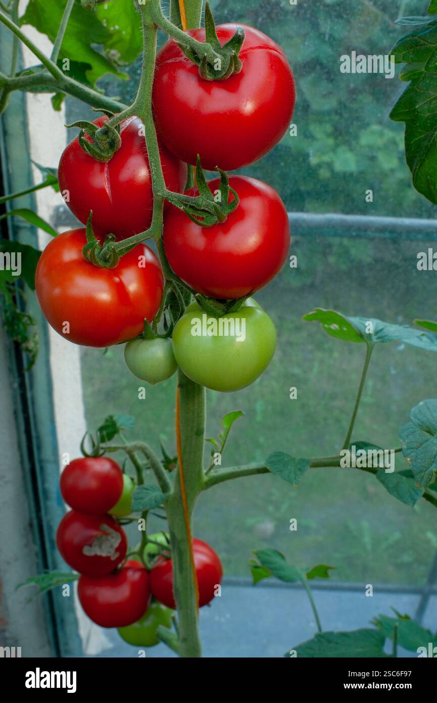 Ripe tomatoes on the branches of a tomato tree for publication, banner ...