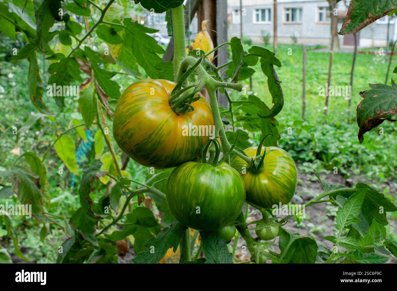 Green striped tomatoes ripening outdoors.Delicious tomatoes grown in a ...