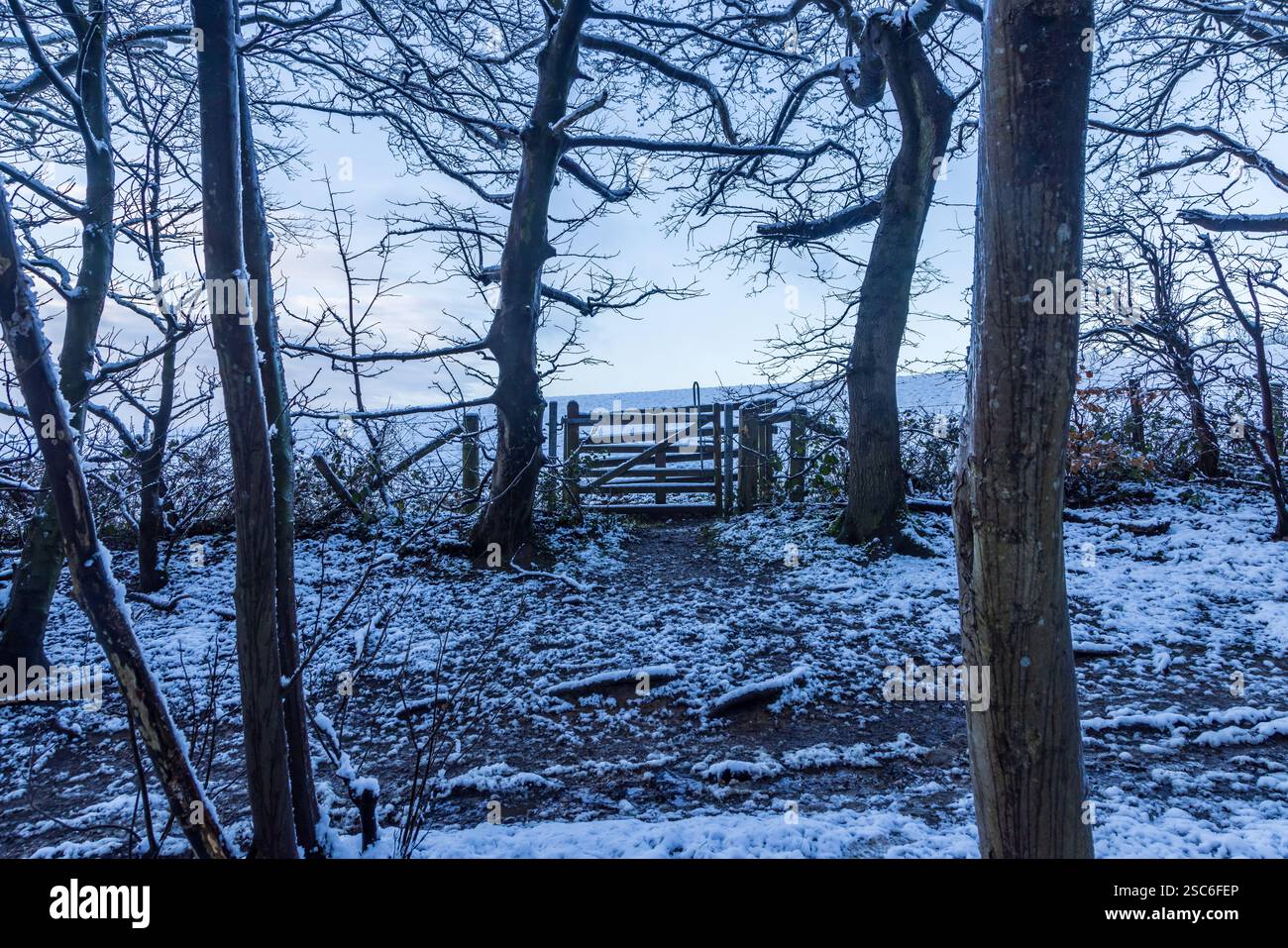 A snowy woodland landscape in rural Sussex, on a cold January morning ...