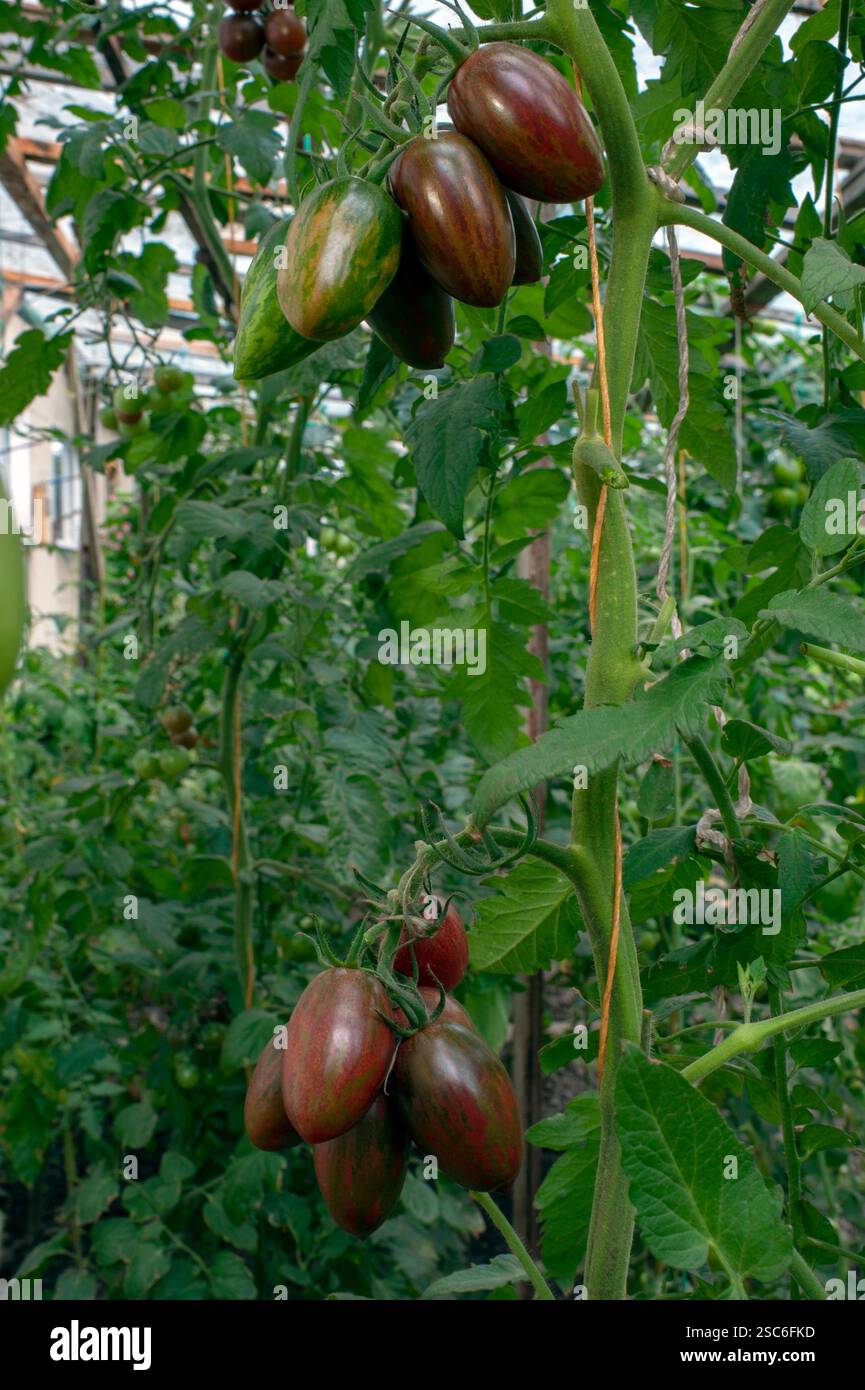 Close-up of ripe striped tomatoes with anthocyanin growing in a ...