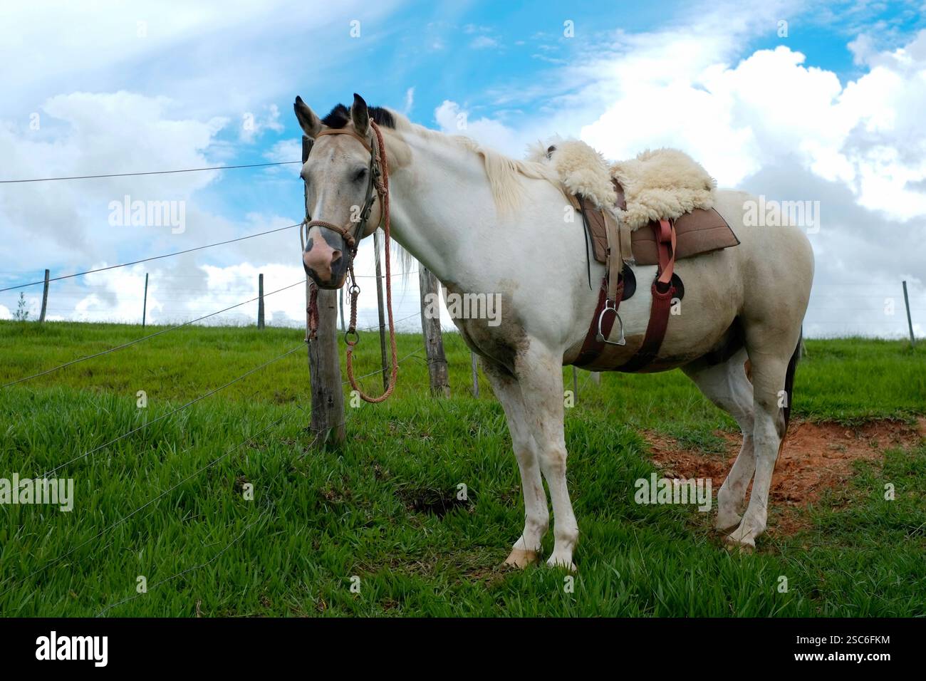 horse with saddle in farm on countryside of brazil Stock Photo - Alamy