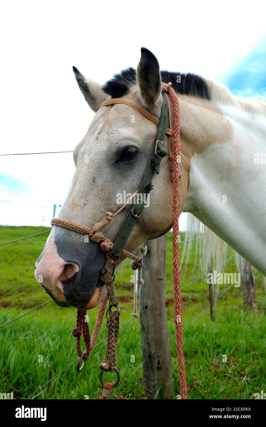 horse with saddle in farm on countryside of brazil Stock Photo - Alamy
