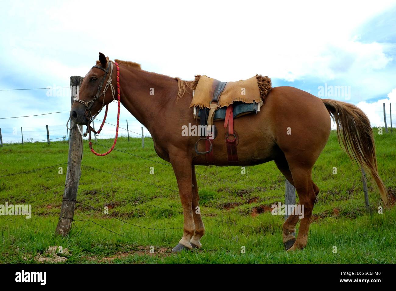 horse with saddle in farm on countryside of brazil Stock Photo - Alamy