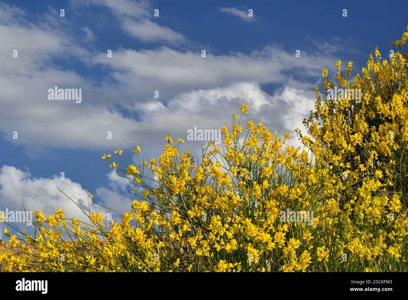 Spanish broom in bloom with blue sky and white clouds Stock Photo - Alamy
