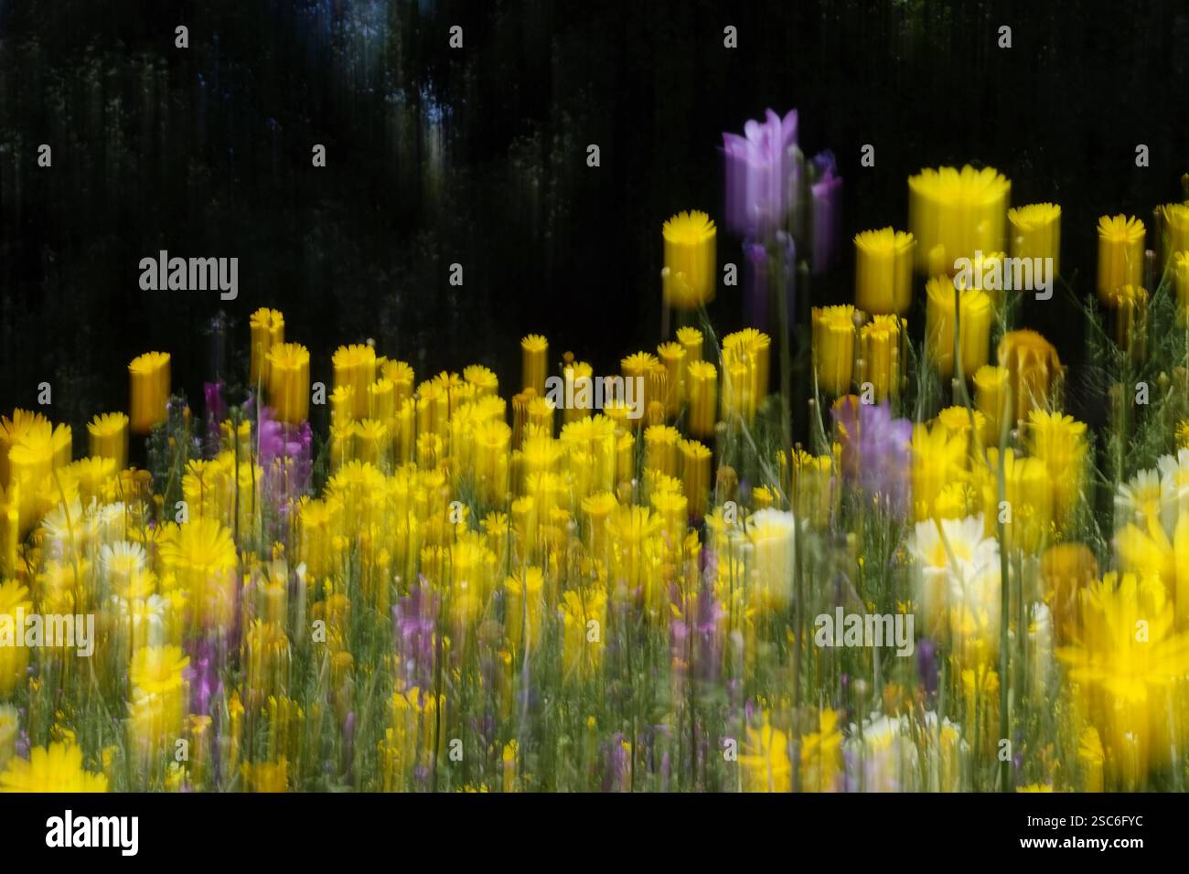 Spring flowers in a field intentional camera movement effect abstract ...